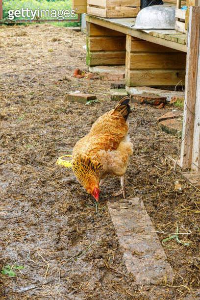 Free range chicken on organic animal farm freely grazing in yard on ...