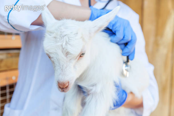 Young veterinarian woman with stethoscope holding and examining goat ...