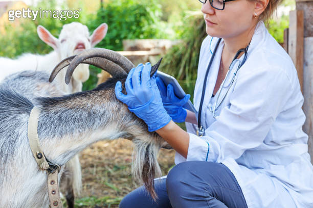 Young veterinarian woman with tablet computer examining goat on ranch ...