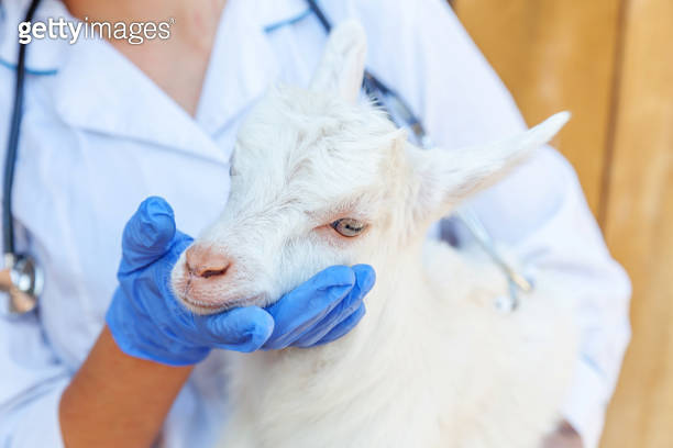 Young veterinarian woman with stethoscope holding and examining goat ...