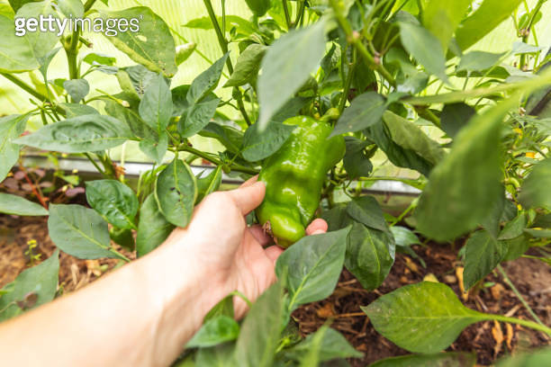Gardening and agriculture concept. Female farm worker hand harvesting ...