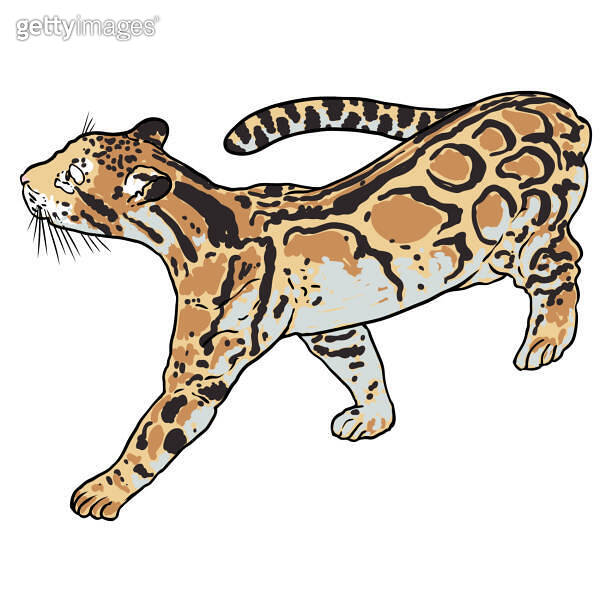 Leopard, wild cat drawing, Clouded leopard from Himalayan. Hand drawn ...