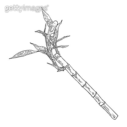 Bamboo stem with leaves. Japanese or Chinese plant drawing style sketch ...