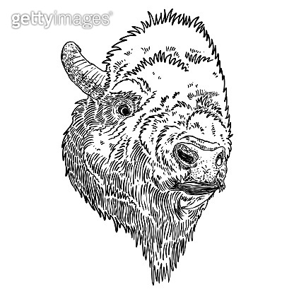 Head portrait of Native American bison. Buffalo hand drawing. Bull face ...