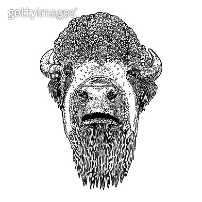Head portrait of Native American bison. Buffalo hand drawing. Bull face ...
