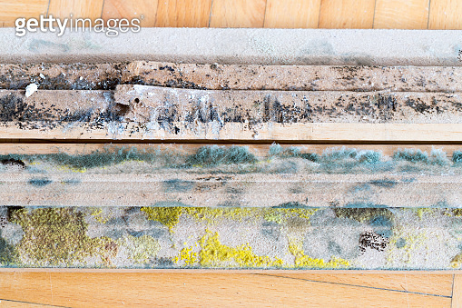 Moldy wooden planks. Close up of colorful mildew and spores, indoor ...