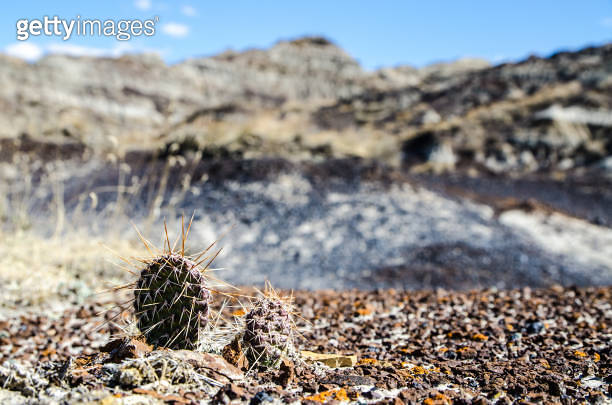 Cactus in Horseshoe Canyon in the Badlands Alberta (1321155272) - 게티이미지뱅크