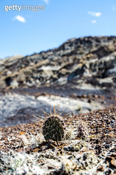 Cactus in Horseshoe Canyon in the Badlands Alberta 이미지 (1321157314 ...
