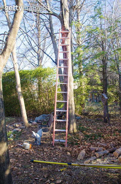 Ladder on a tree before pruning the branches 이미지 (1312800125) - 게티이미지뱅크