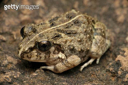 Indian burrowing frog, Sphaerotheca breviceps, Satara, Maharashtra ...