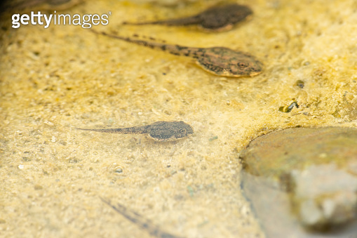 Tadpole of Sphaerotheca rolandae, Sri Lanka bullfrog, Satara ...
