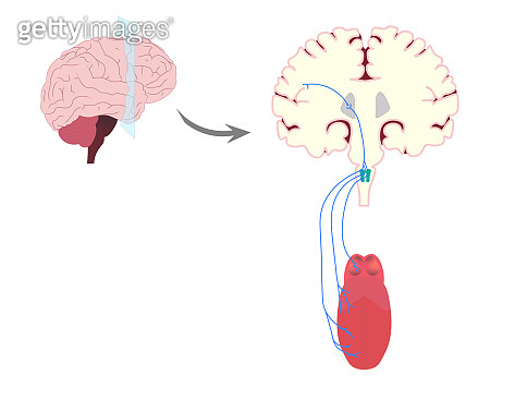 Gustatory Pathway. Anatomy structures of Gustatory Pathway 이미지 ...