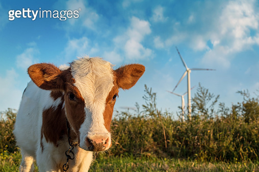 Beef Cattle grazing in a pasture under a windmill 이미지 (1356540296) - 게티 ...