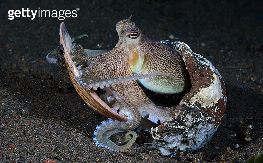 Smart Octopus. (1333883908) - 게티이미지뱅크