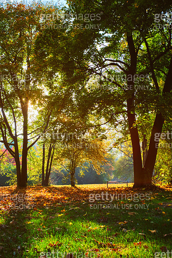 Golden autumn fall October in famous Munich relax place - Englishgarten ...