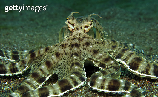 Rare Octopus. 이미지 (1316560531) - 게티이미지뱅크