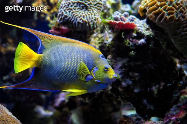 Queen angelfish Holacanthus ciliaris, also known as the blue angelfish ...