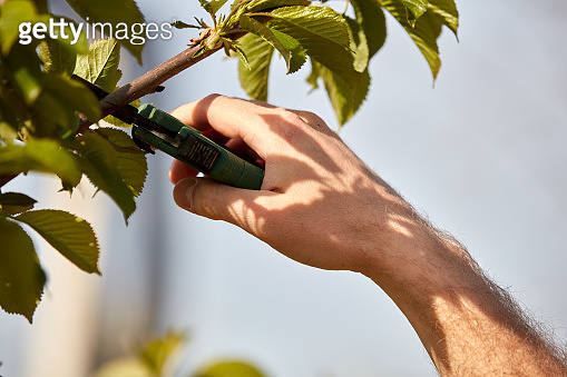 Farmer pruning cherry trees and branches of young trees during blossom ...