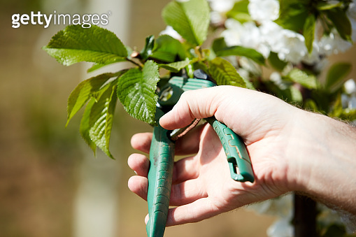 Farmer pruning cherry trees and branches of young trees during blossom ...