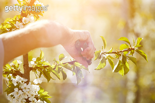Farmer pruning cherry trees and branches of young trees during blossom ...