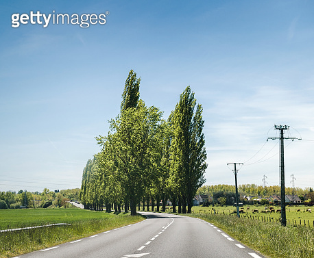 Beautiful French rural road in perspective with tall poplars 이미지 ...