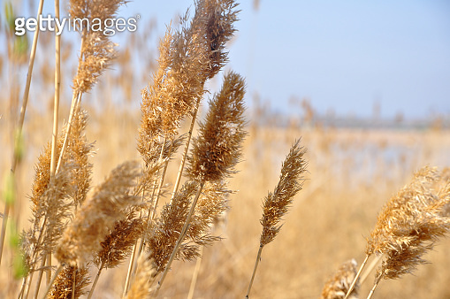 Closeup of a reed branch with the rest of the reed blurry in the ...