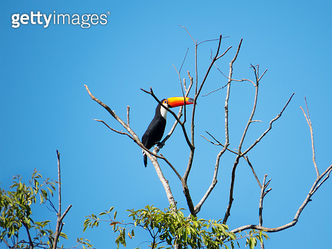 Toco Toucan, Ramphastos Toco, Giant Toucan, perched on the branch of ...