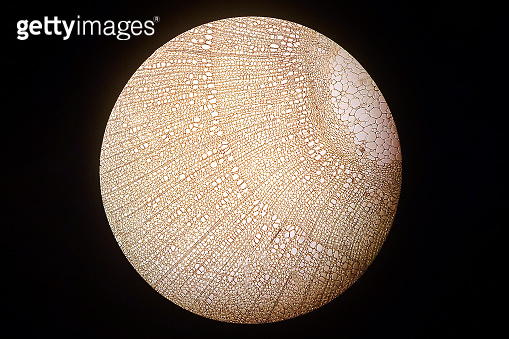 Real photo of plant cells. The histology of Tilia stem cell picture ...