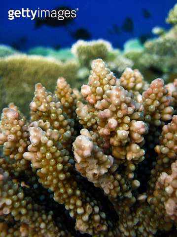 Acropora secale. - Young finger corals formation from Maldives ...