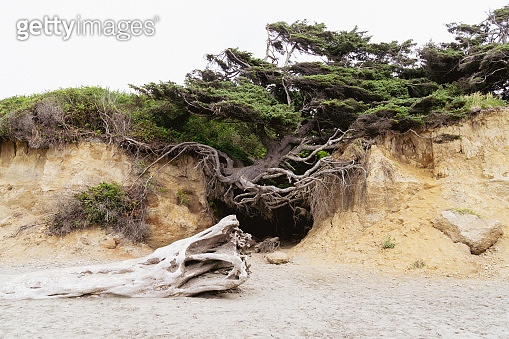 The Tree of Life along the Washington coastline of the Pacific Ocean ...