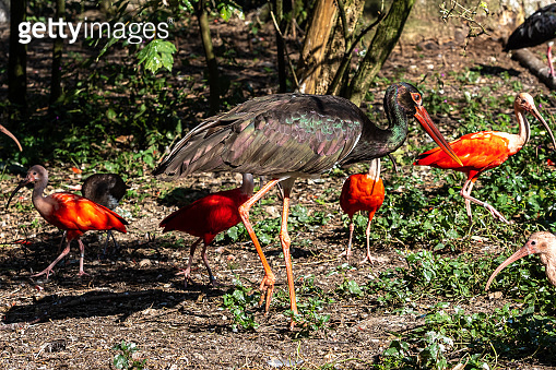 Scarlet ibis, Eudocimus ruber. Wildlife animal in the zoo 이미지 ...