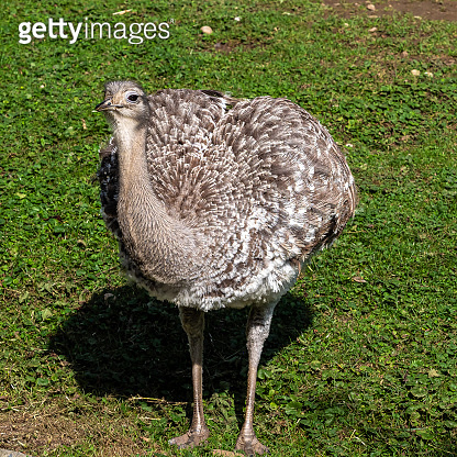 Darwin's rhea, Rhea pennata also known as the lesser rhea. (1303431888 ...