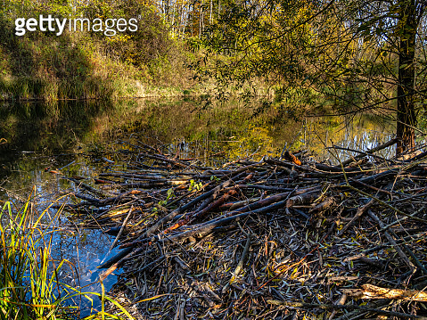 Autumnal atmosphere in the forest along the River Isar in Ismaning ...