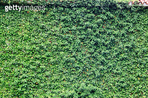 wall hidden under winding ivy with ancient stones (1294145284) - 게티이미지뱅크