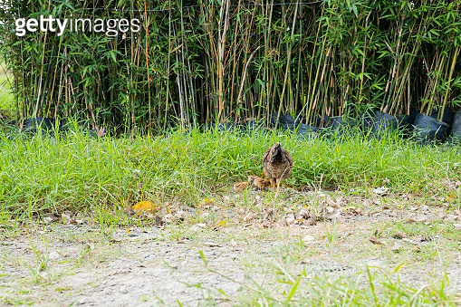 a rooster grooming his body after crowing early in the morning 이미지 ...