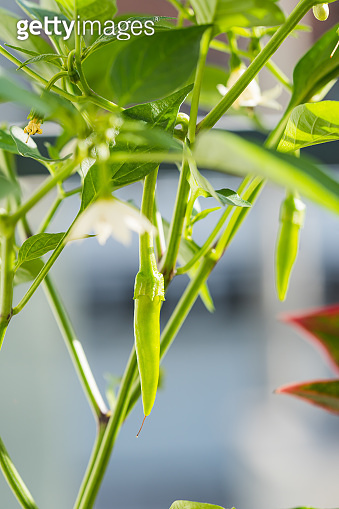 growing a green chili pepper or also known as siling haba (1318439368 ...