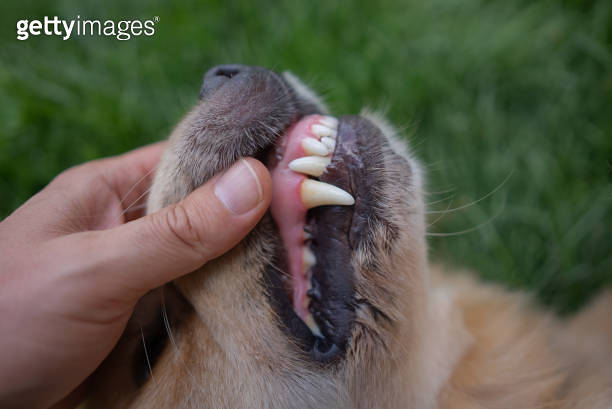Checking golden retriever dog teeth 이미지 (1329348942) - 게티이미지뱅크