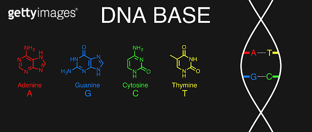 DNA base 이미지 (1320736262) - 게티이미지뱅크