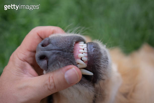 Checking golden retriever dog teeth 이미지 (1329348922) - 게티이미지뱅크