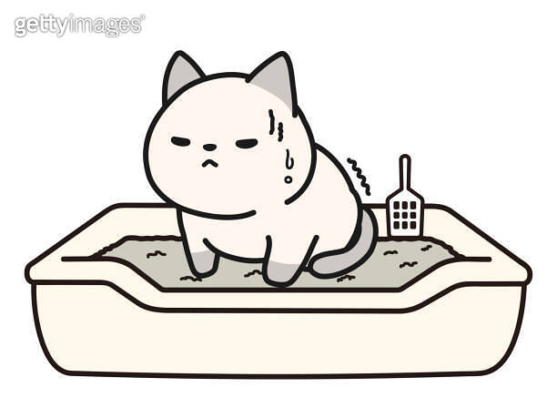 A cat peeing in the toilet 이미지 (1322800955) - 게티이미지뱅크