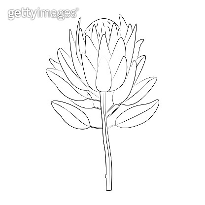 Protea line drawing 이미지 (1341628443) - 게티이미지뱅크