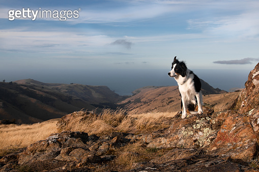 Border Collie explores Banks Peninsula, South Island New Zealand 이미지 ...
