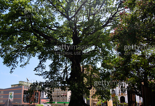 Freetown's famous cotton tree and downtown buildings - Sierra Leone 이미지 ...
