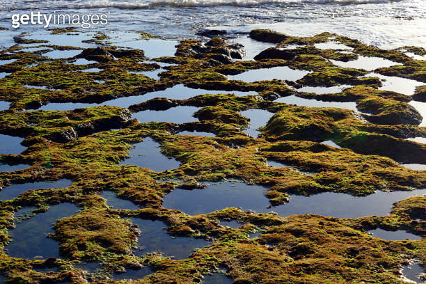 Seabed in the low tide - weathering pits, tidal pool, - Paraiso beach ...