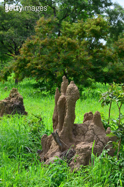 Termite mound with towers - Saloum Delta National Park - Fathala ...