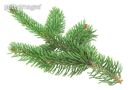 Front view of green fir tree spruce branch with needles isolated on a white background 이미지 ...