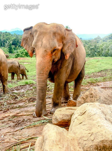 Group of indian elephants walk in clear weather on the territory of the ...