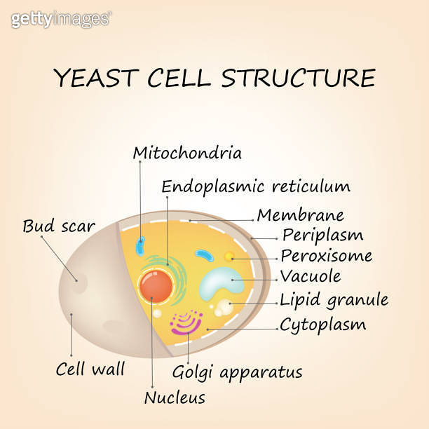 Yeast cell structure. Educational diagram vector illustration ...