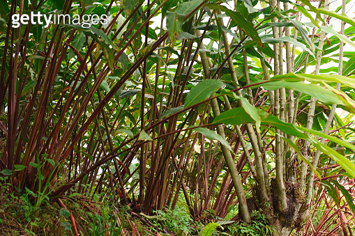 Black cardamom is a red stemmed, tall, evergreen plant . (1318761058 ...