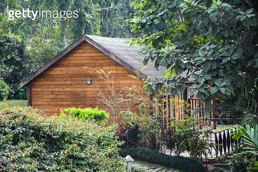 A beautiful yellow pine wood cottage surrounded by pine trees. 이미지 ...